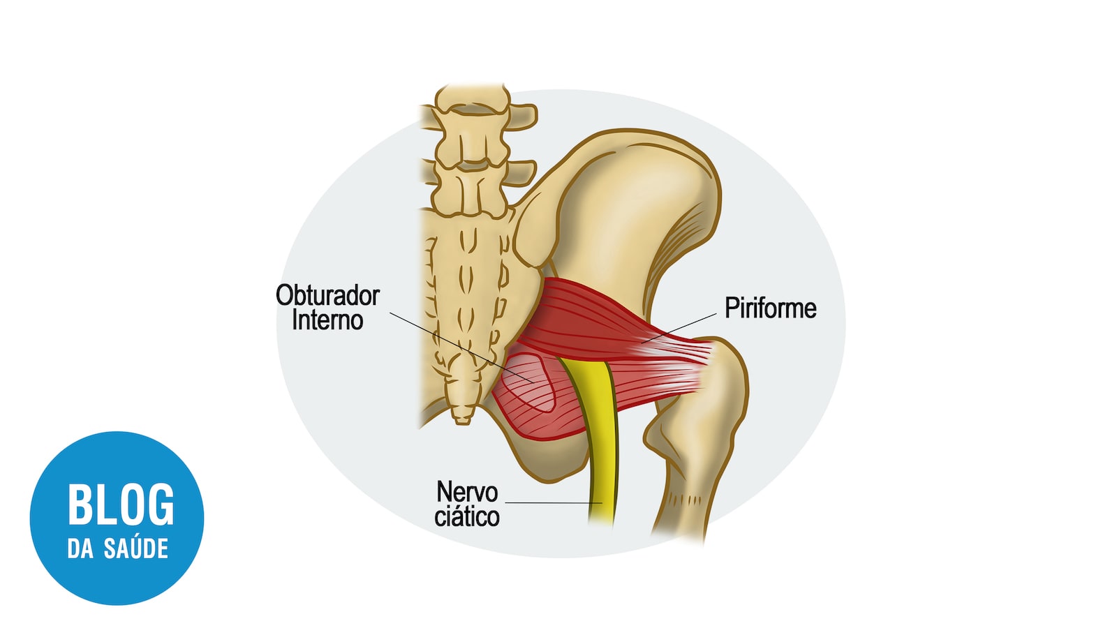 Músculo Piriforme Anatomia Do Músculo Piriforme Origem Inserção